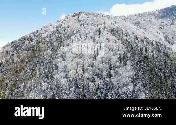 Snow covered mountains, forests and trees. Pine, cedar, hornbeam ...