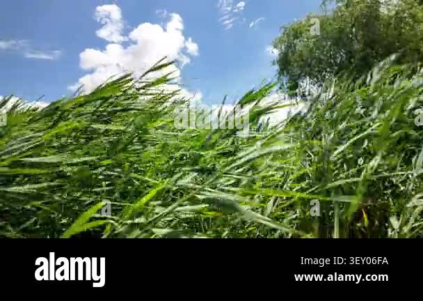 Cinematic 4K 24fps footage with natural motion blur. A dynamic low ...