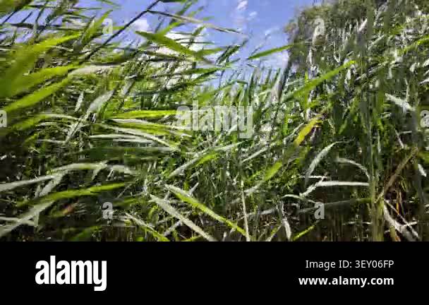 Cinematic 4K 24fps footage with natural motion blur. A dynamic low ...