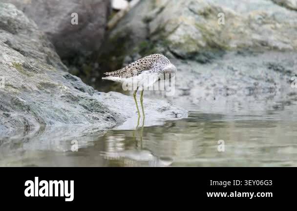 Wildlife - Birds. Common greenshank (Tringa nebularia) is a species of ...