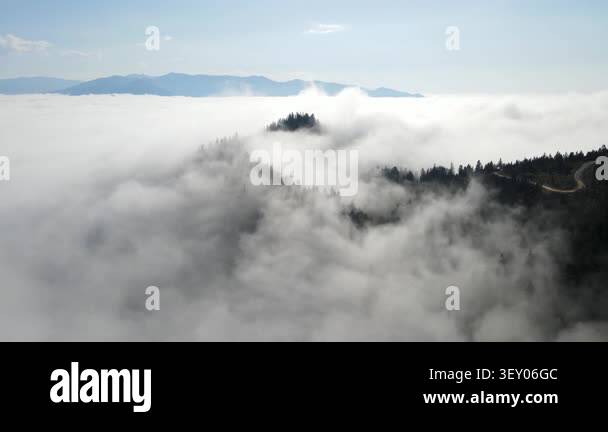An footage created by the fog coming out of the pine, cedar, beech and ...