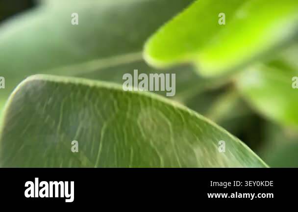 Summer Spring nature wallpaper Background green tree leaves with copy ...