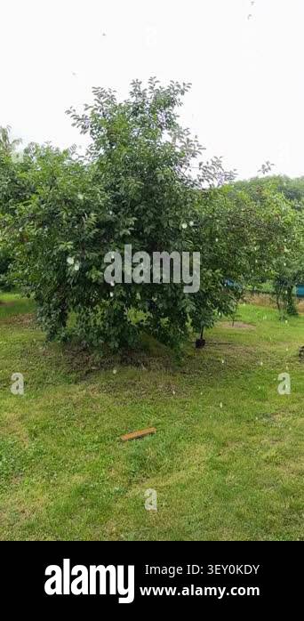 White poplar fluff peacefully falling like snow on a summer day in a ...