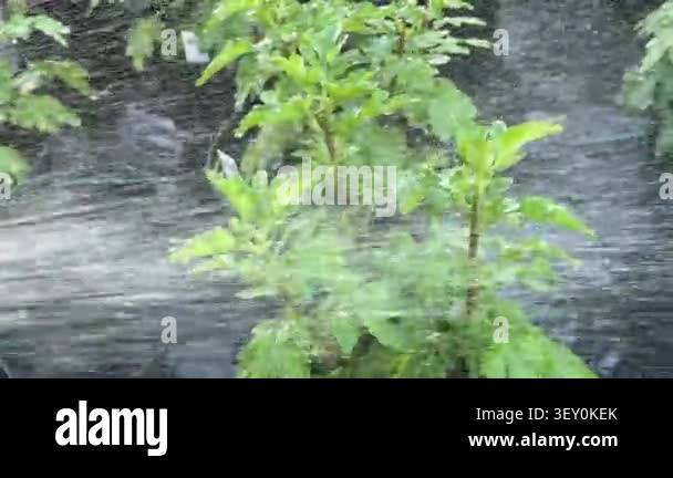 Gardener watering young chrysanthemum saplings with a strong stream of ...