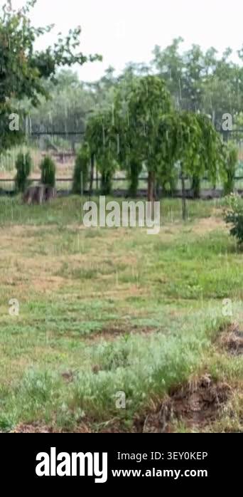 Strong summer downpour watering the green grass and trees in a lush ...