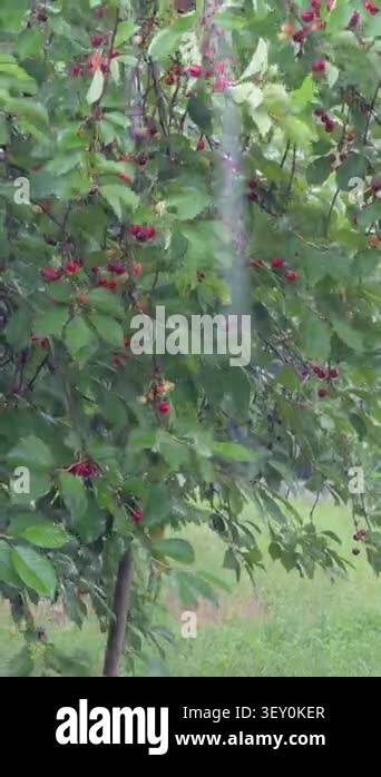 Heavy rain falling on the leaves and ripe red fruits of a cherry tree ...