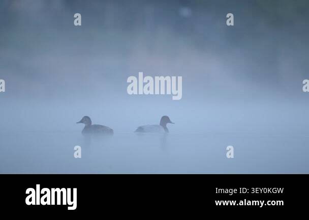 Two ducks, including a male Canvasback, swim on a calm foggy lake ...