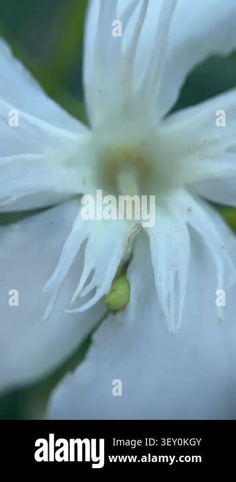 Flowering white tree of Nerium odorum Aiton, pink buds in garden in ...