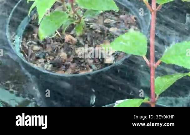 Water drops falling on a small green plant in a pot at a plant nursery ...