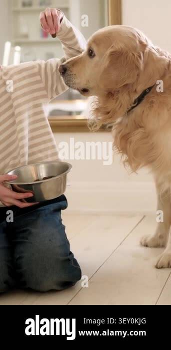 Happy Smiling Girl Playing And Feeding Dry Food To Adorable Golden ...