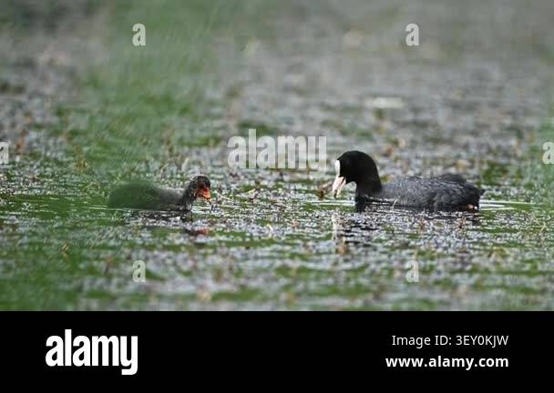 Eurasian Coot Swimming In Pond With Its Chick Stock Video Footage - Alamy