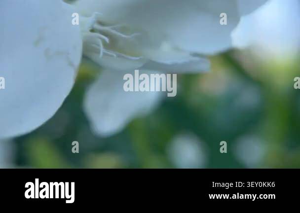 Flowering white tree of Nerium odorum Aiton, pink buds in garden in ...