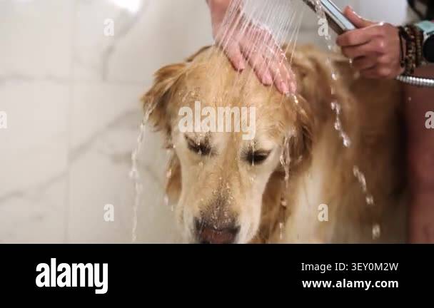 Woman Washes A Golden Retriever Dog Breed In A Shower Cabin In Slow ...