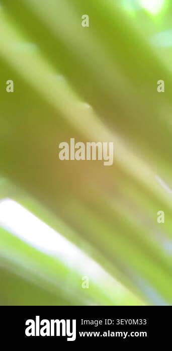 Summer Spring nature wallpaper Background green palm tree leaves with ...