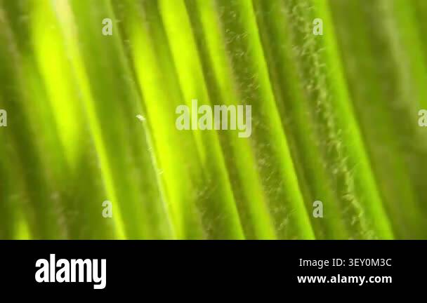 Summer Spring nature wallpaper Background green palm tree leaves with ...