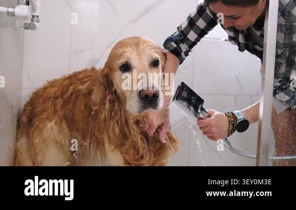 Woman Washing A Golden Retriever Dog Breed In A Shower Cabin In Slow ...