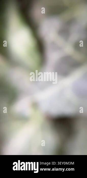Summer Spring nature wallpaper Background green palm tree leaves with ...