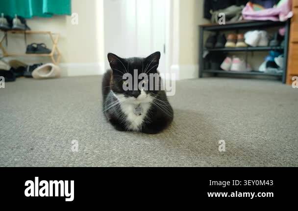 Tuxedo cat relaxing indoors with paws tucked under body. Black and ...