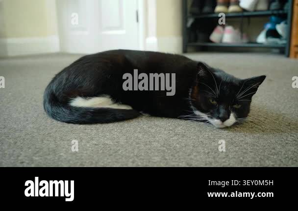 Tuxedo cat lounging on soft carpet inside house. Calm domestic pet ...