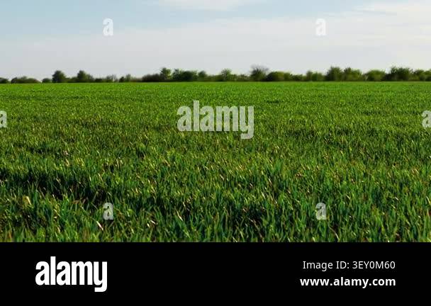 Cereal crops green field stretching wide with minimal landscape ...