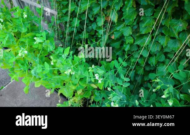 Garden pea vines climbing support strings beside ivy covered wooden ...