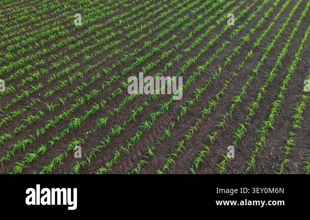Corn crop rows extending across cultivated farmland with uniform plant ...