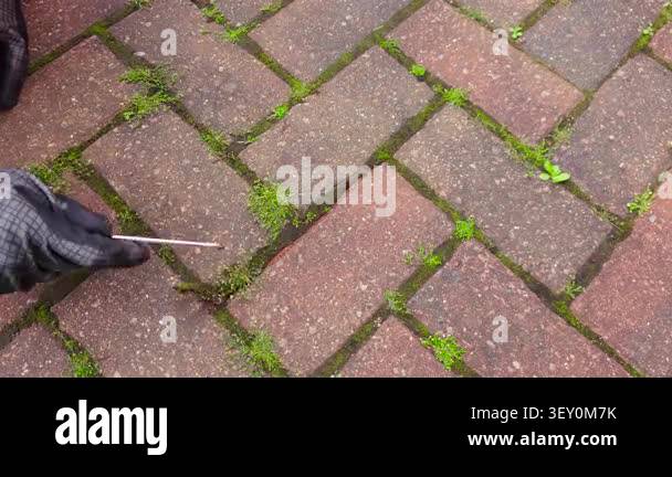 Gloved hands removing moss from brick paver joints using hand scraper ...