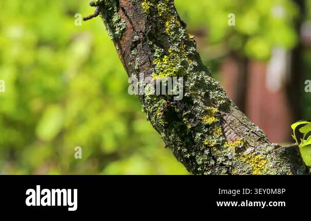 Macro video of a garden sprayer spraying water onto lichen and the bark ...