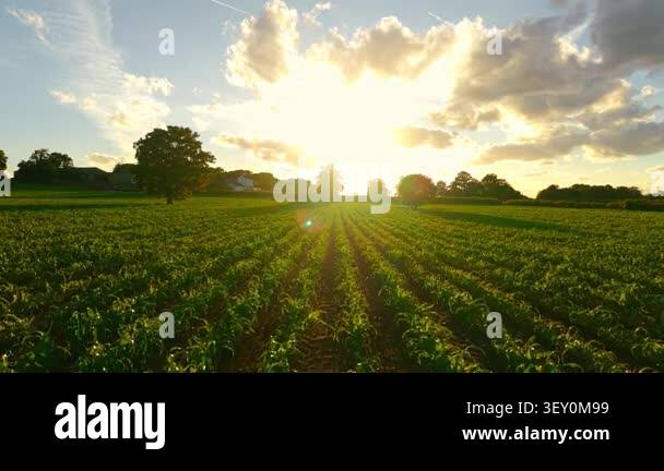 Growing maize crop stretching toward bright sunset horizon over ...