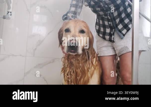 Woman Washing A Wet Golden Retriever Dog Breed In A Shower Cabin Stock ...