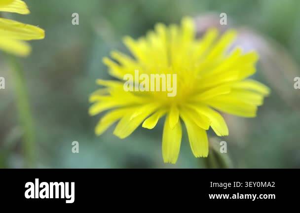 Flowering bloom tree of Lampranthus spectabilis, yellow buds in garden ...