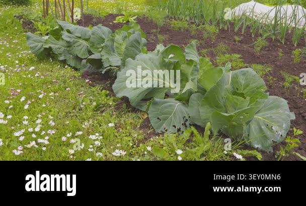 Organic cabbage in the garden with other vegetables grow up Stock Video ...