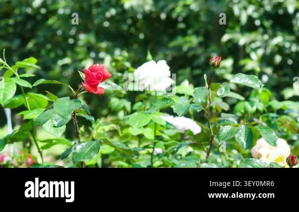 Red and white roses blooming in garden with green background Stock ...