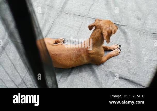 Young dachshund dog lying on gray fabric background Stock Video Footage ...