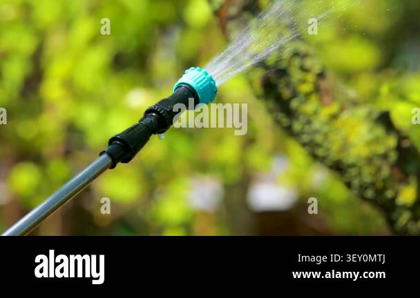 Close-up video of a garden sprayer applying water or treatment onto ...