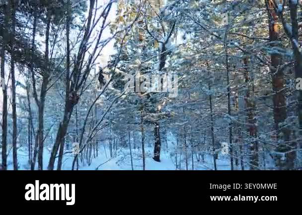 Snow covers the ground and trees in the taiga forest of Karelia. Spruce ...