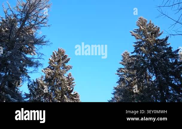 A journey through the taiga in Karelia shows tall spruce, fir, and pine ...
