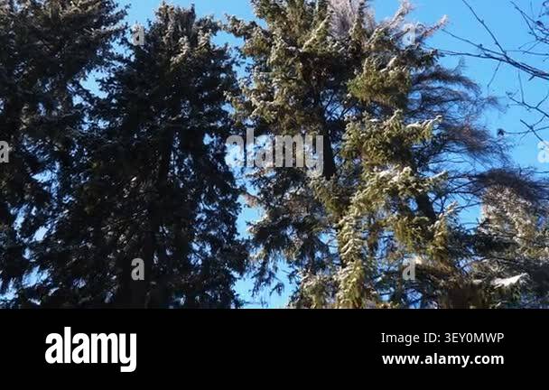Walk through a coniferous forest in Karelia filled with tall spruce ...