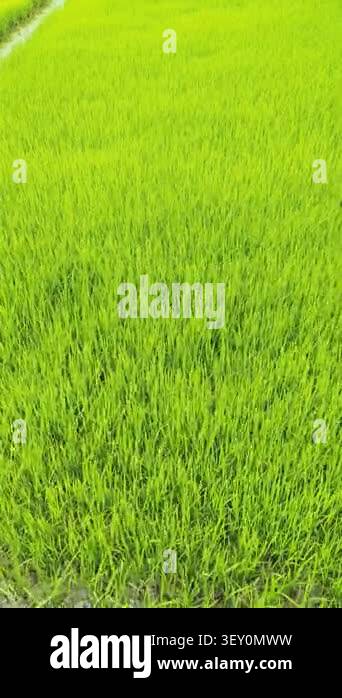 Green Rice Field Background Natural Paddy Agriculture Texture of Lush ...