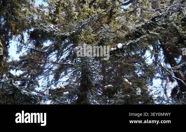 Snow covers the coniferous forests in Karelia. Spruce and pine trees ...