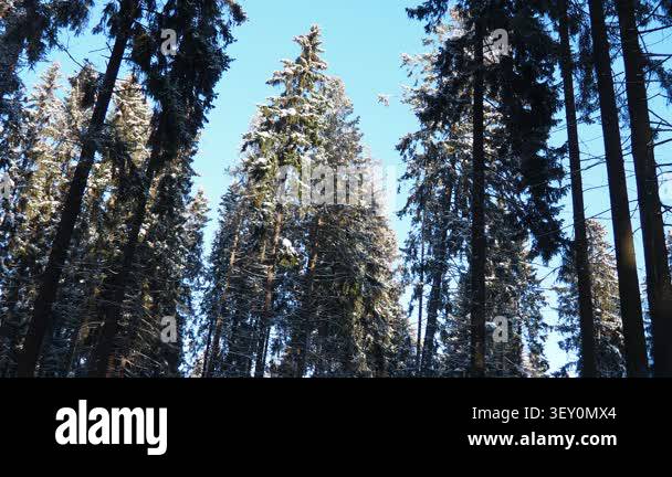 Snow covers tall coniferous trees in the taiga of Karelia. Spruces ...