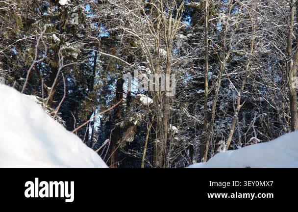 In Karelia taiga, snow covers the ground and trees. Coniferous forest ...