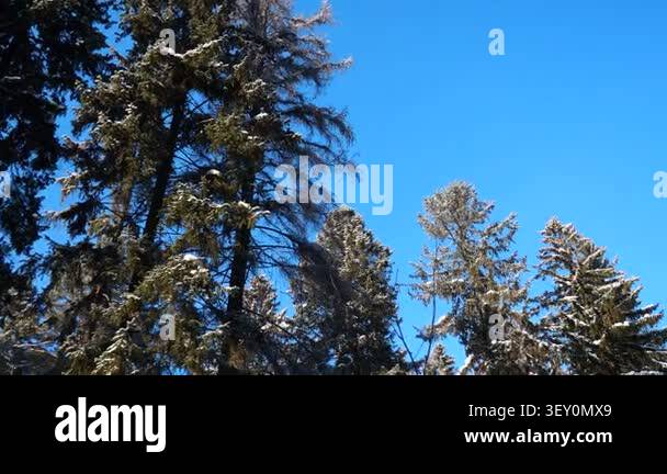 Tall coniferous trees rise in Karelias taiga as snow covers their ...