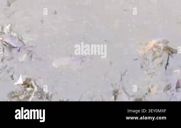 Feeding many catfishes in the river, crowd of fish swimming and eating ...