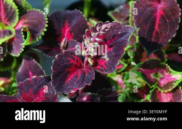 Coleus plant leaves with red and green patterns Stock Video Footage - Alamy