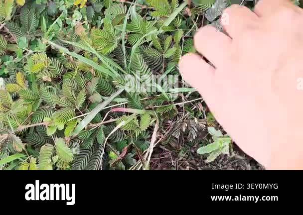 Close up of human hand touching sensitive plant or Mimosa pudica leaves ...