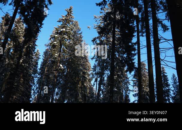 This journey takes you through a coniferous forest in Karelia where ...