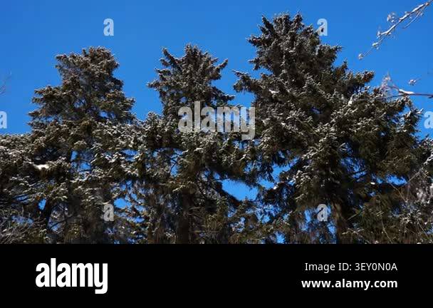 A taiga forest in Karelia with tall spruce, fir, and pine trees. Snow ...