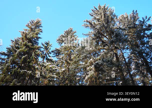 The view highlights tall spruce, fir, and pine trees covered in snow ...