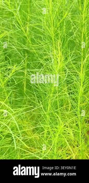 Fresh green natural background of thin leaves texture in bright ...